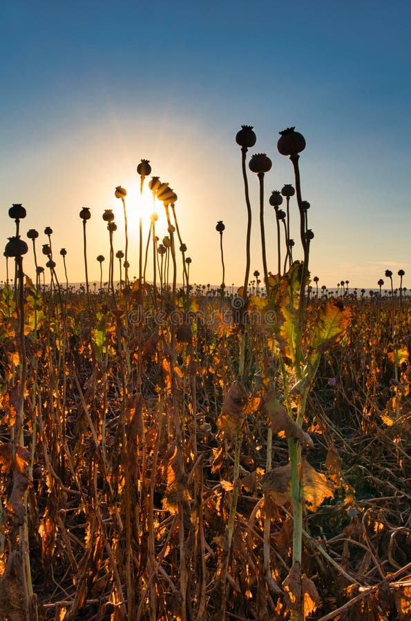 Poppy heads in the field stock photo. Image of field - 152345146