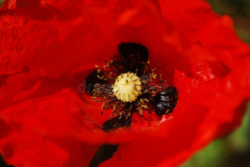 Poppy heart stock photo. Image of spring, heart, plant - 92064582