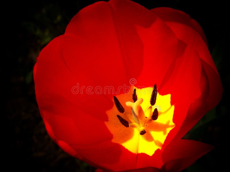 Poppy stock image. Image of nature, garden, black, poppy - 51288803