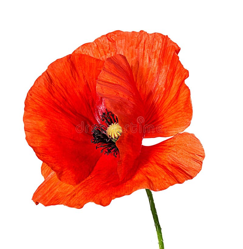 Poppy isolated on white stock image. Image of bloom - 119754125
