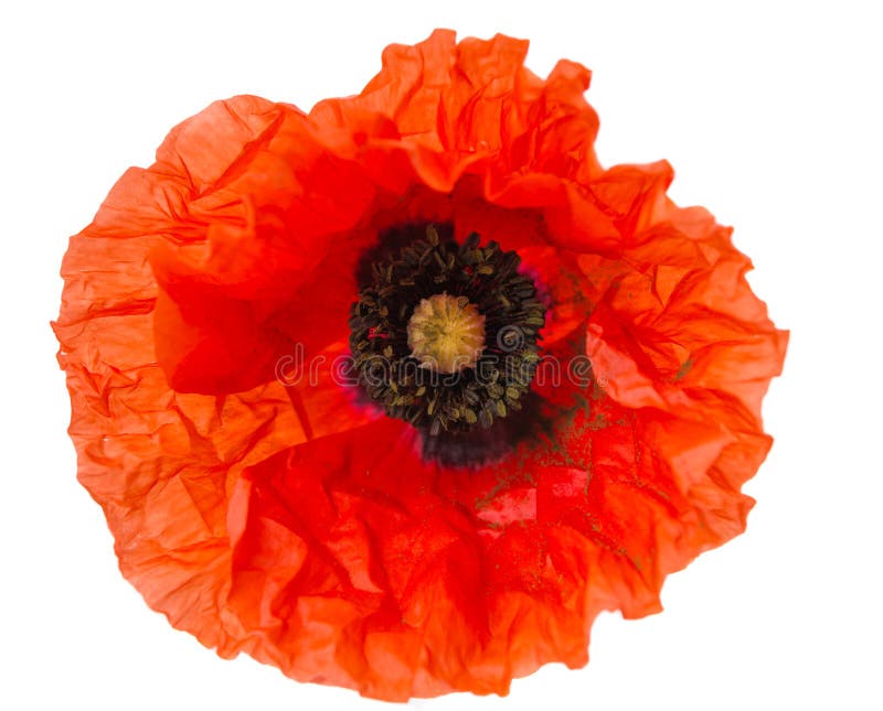 Single Red Poppy Isolated on White Background.Top View Stock Photo ...