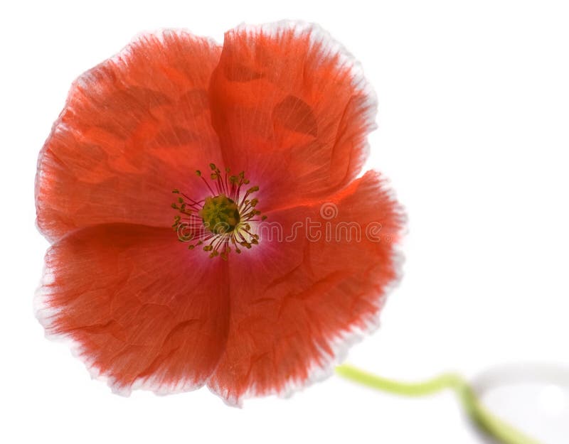 Single Pink Poppy on White Background Stock Photo - Image of design ...