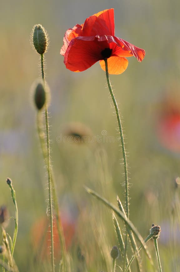 Poppy Lady stock photo. Image of savage, beauty, flora - 25030952