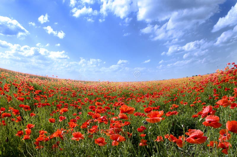 Poppy landscape stock photo. Image of plain, nature, colorful - 10042476