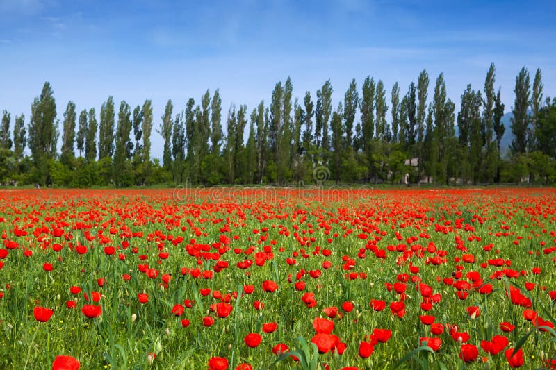 Poppy landscape stock photo. Image of horizon, outdoors - 34381892