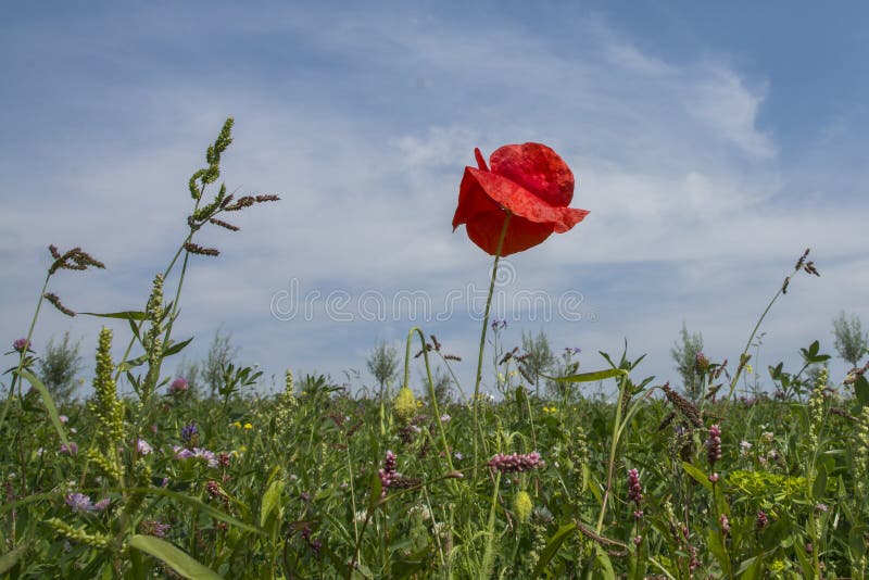The Poppy stock photo. Image of meadow, dutch, netherlands - 64963136