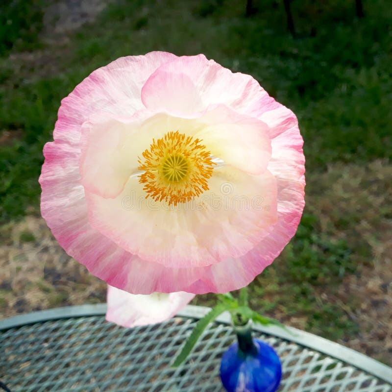 Pink Flanders Poppy Mandala Stock Photo - Image of petaled, natrue ...