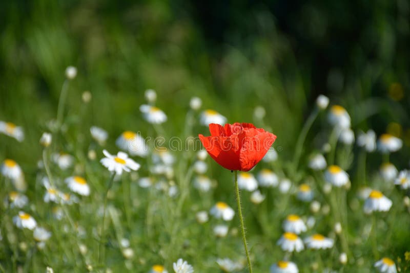 Poppy in May in Romania stock photo. Image of giurgiu - 41164010