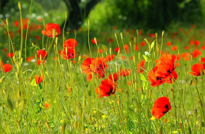 Poppy meadow stock image. Image of flowers, green, fresh - 26963851