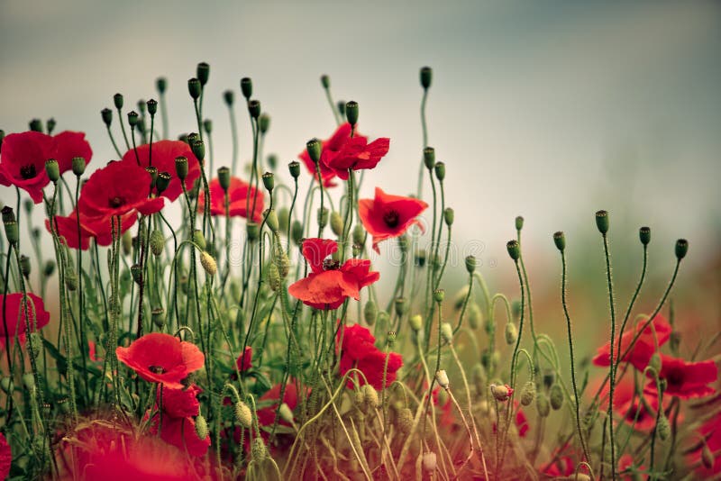 Poppy Meadow stockbild. Bild von wiese, blüte, blume - 35432685