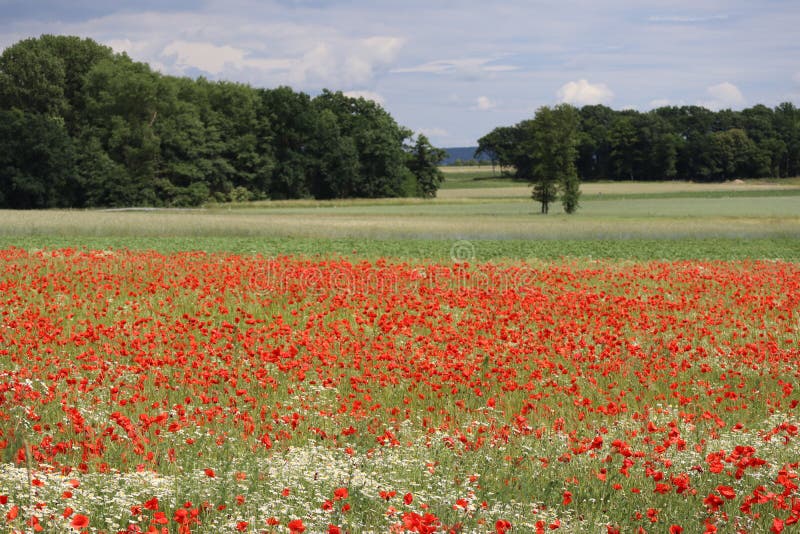 Poppy Meadow on a Country Road Stock Image - Image of cross, nature ...