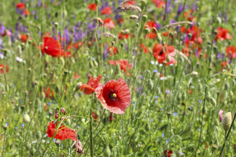 Poppy meadow stock image. Image of landscape, countryside - 41490477