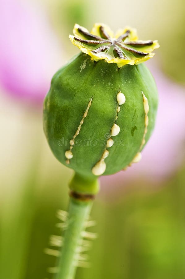 Opium poppy stock image. Image of floral, detail, wildflower - 24983745