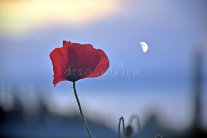 Poppy Moon flower stock image. Image of flowers, grass - 47412463