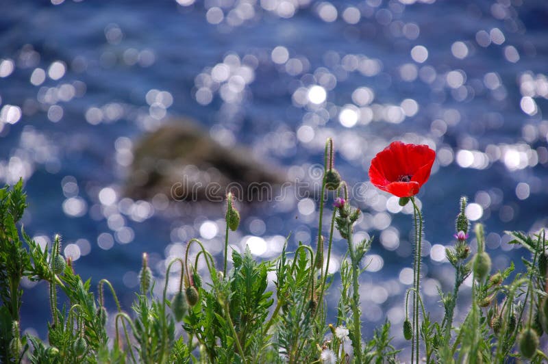 Poppy near the sea stock photo. Image of colors, beautiful - 7533358