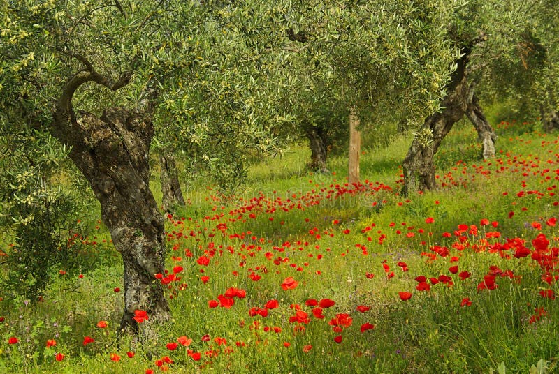 Poppy and olive tree stock image. Image of plant, spain - 7568795