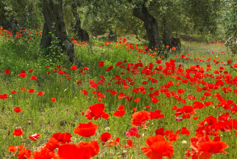 Poppy and olive tree stock image. Image of plant, spain - 7568795
