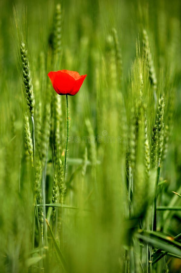 Single Poppy in Wheat Field Stock Photo - Image of poppy, wheat: 31194326