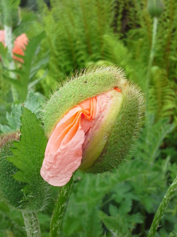 Poppy Opening stock image. Image of leaf, papaver, flower - 83617243