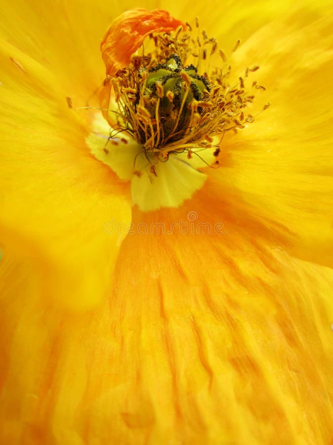 Poppy Orange-yellow, Macro, (2) Stock Image - Image of horizontally ...