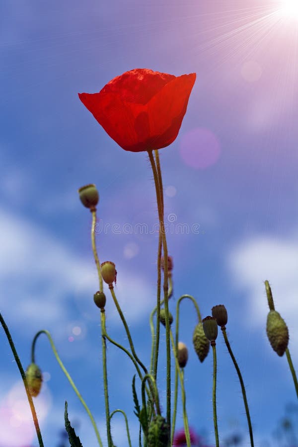 Poppy field stock image. Image of flora, grass, blossom - 27486375