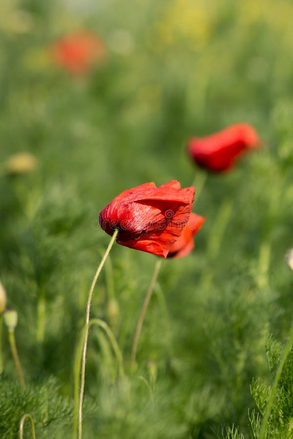 Poppy Papaver rhoeas. stock image. Image of grow, nature - 93774099