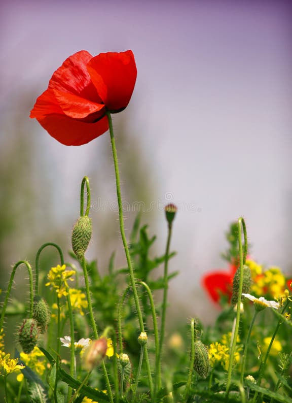 Poppy patch stock image. Image of blue, tranquil, flanders - 14873613