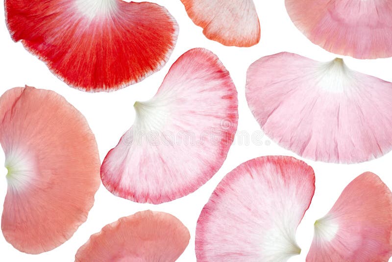 Poppy petals stock image. Image of macro, abstract, floral - 23959185