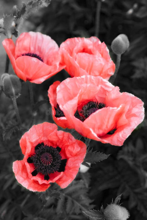 21,519 Pink Poppy Stock Photos - Free & Royalty-Free Stock Photos from ...