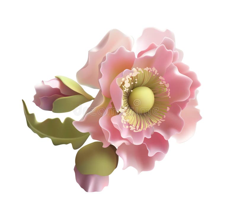 858_Poppy-pink stock vector. Illustration of floral - 188317334