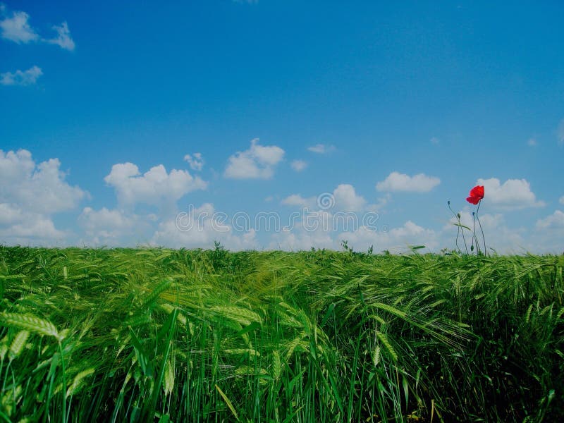 Poppy the plain stock photo. Image of field, poppy, wild - 77412406