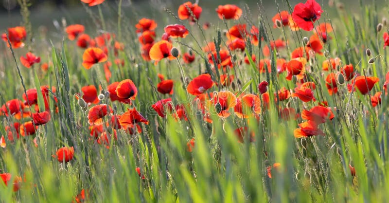 Poppy field in Crimea stock photo. Image of grass, flowers - 10789092