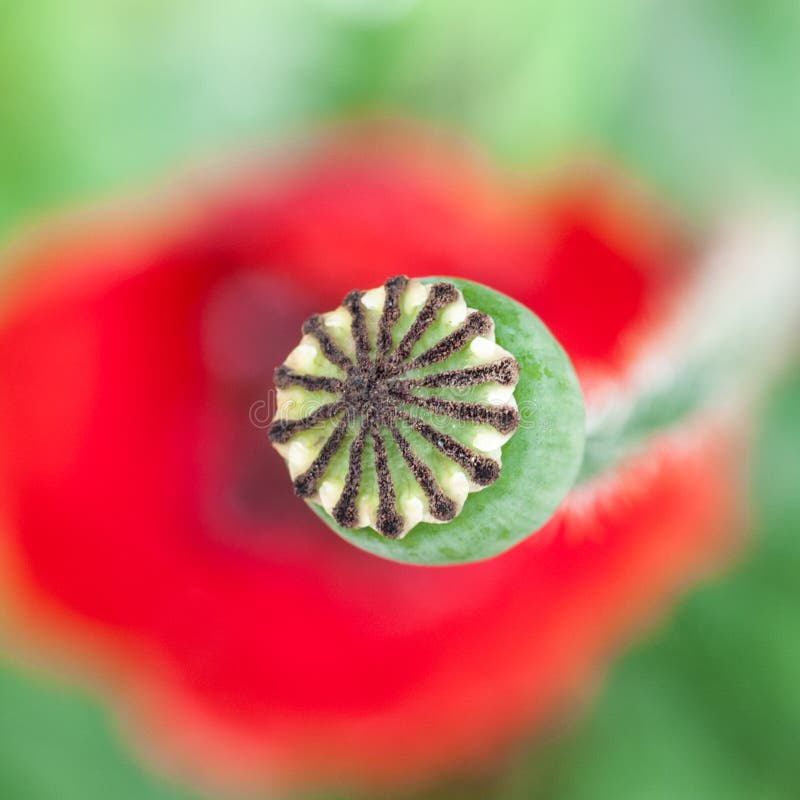 Poppy Pod stock image. Image of seed, green, nature, bokeh - 28285837