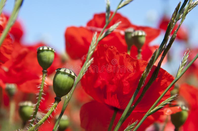 Poppies stock image. Image of landscape, fresh, colorful - 15487987