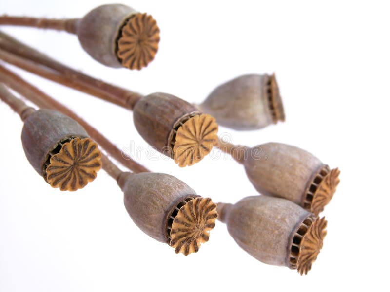 Poppy pods stock photo. Image of green, growing, nature - 158322