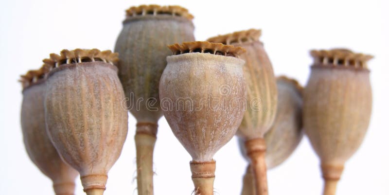 Poppy pods stock photo. Image of green, growing, nature - 158322