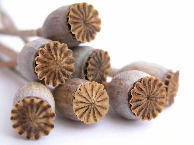 Poppy pods stock photo. Image of green, growing, nature - 158322