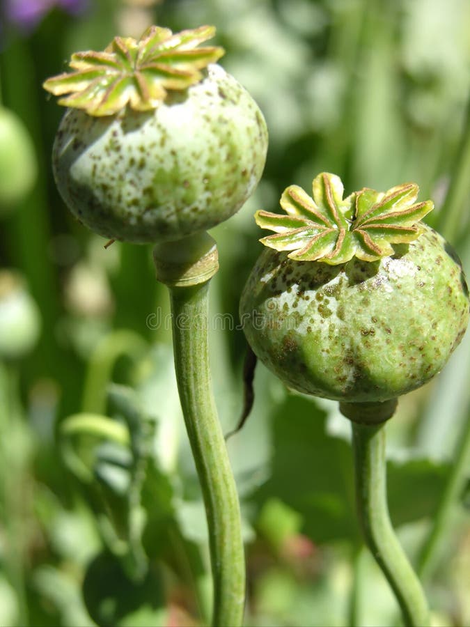 Poppy Pods stock image. Image of nature, plant, closeup - 195501