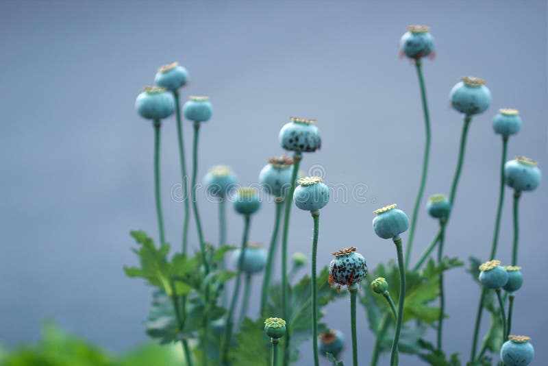 Poppy pods stock photo. Image of green, growing, nature - 158322