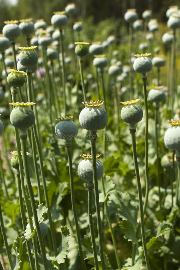 Poppy Pods stock image. Image of nature, plant, closeup - 195501