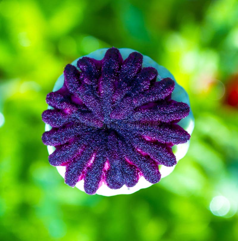 Poppy. poppy head stock image. Image of head, capsules - 77547691