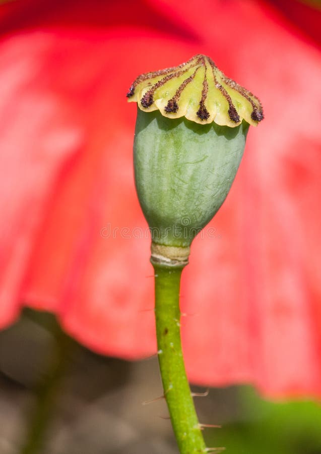 Poppy Portrait stock photo. Image of flora, bokeh, macro - 27913048