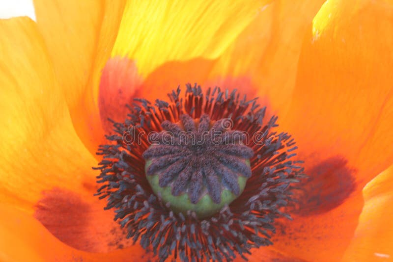Poppy Portrait stock photo. Image of california, poppy - 77371300