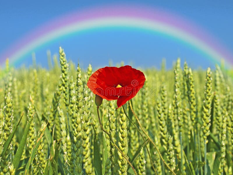 Poppy with rainbow stock photo. Image of idyllic, country - 36278420