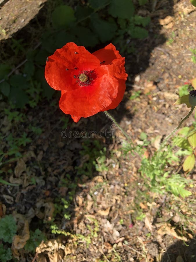 Random Poppy Beautiful Stock Photos - Free & Royalty-Free Stock Photos ...