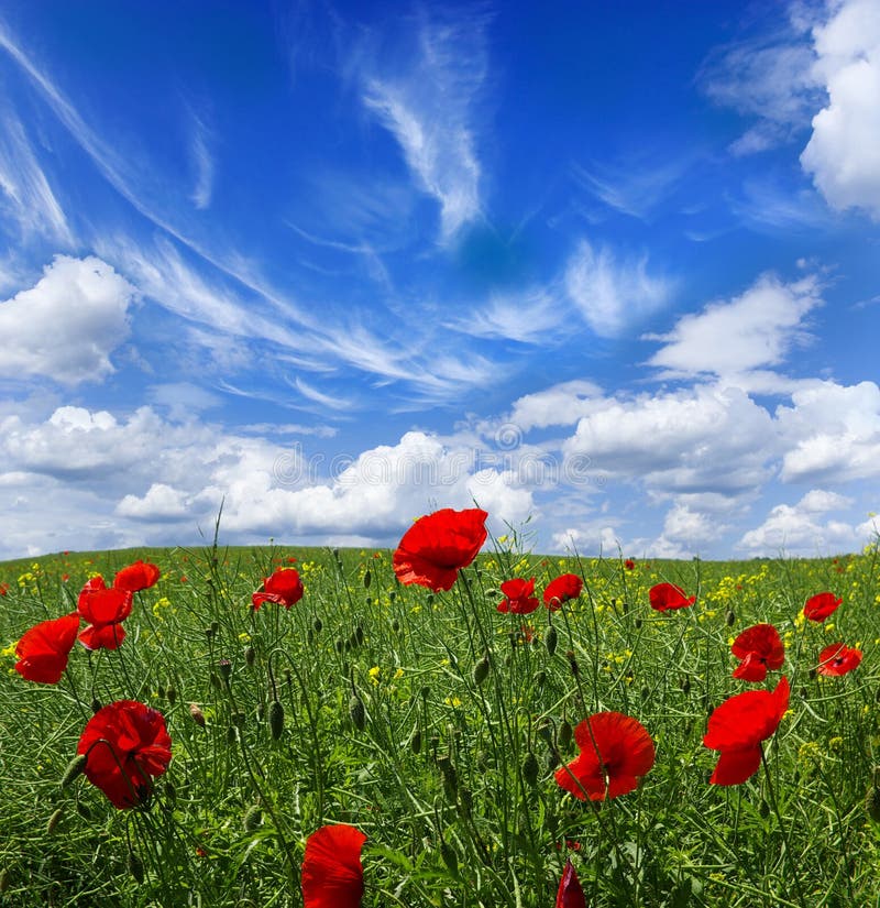 Poppy red stock photo. Image of blossom, meadow, land - 11303058
