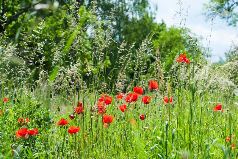 Poppy stock photo. Image of trees, plant, fiel, wild - 42116538