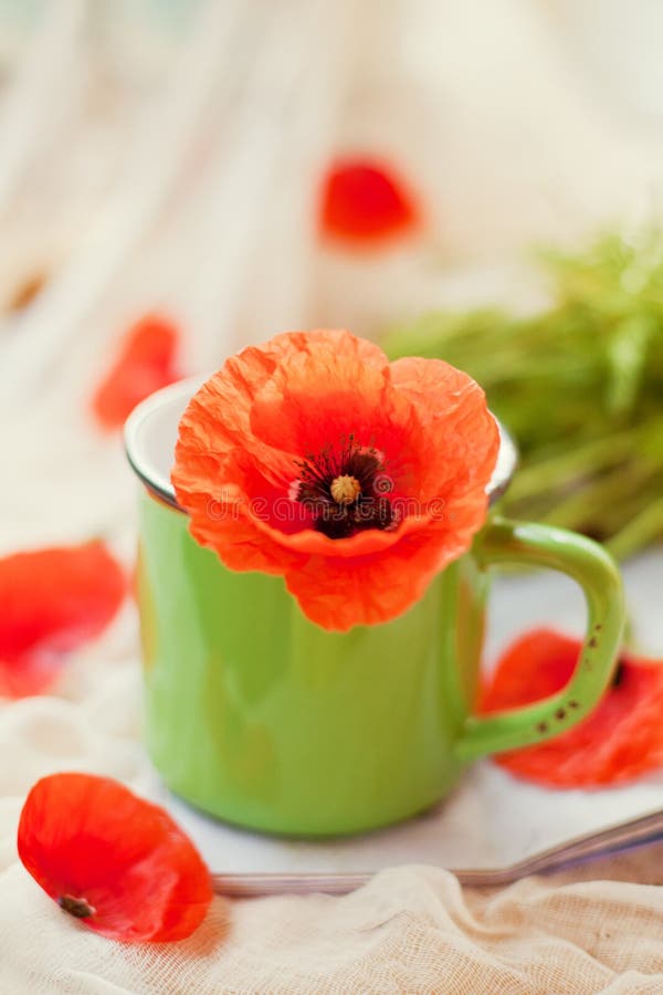 Poppy stock photo. Image of plants, spring, bouquet, wildflower - 50325368