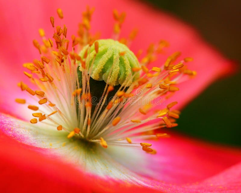 Poppy core stock image. Image of nature, pink, abstract - 5673289