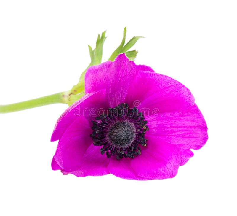 Pressed poppy flower stock photo. Image of blossom, autumn - 4019732